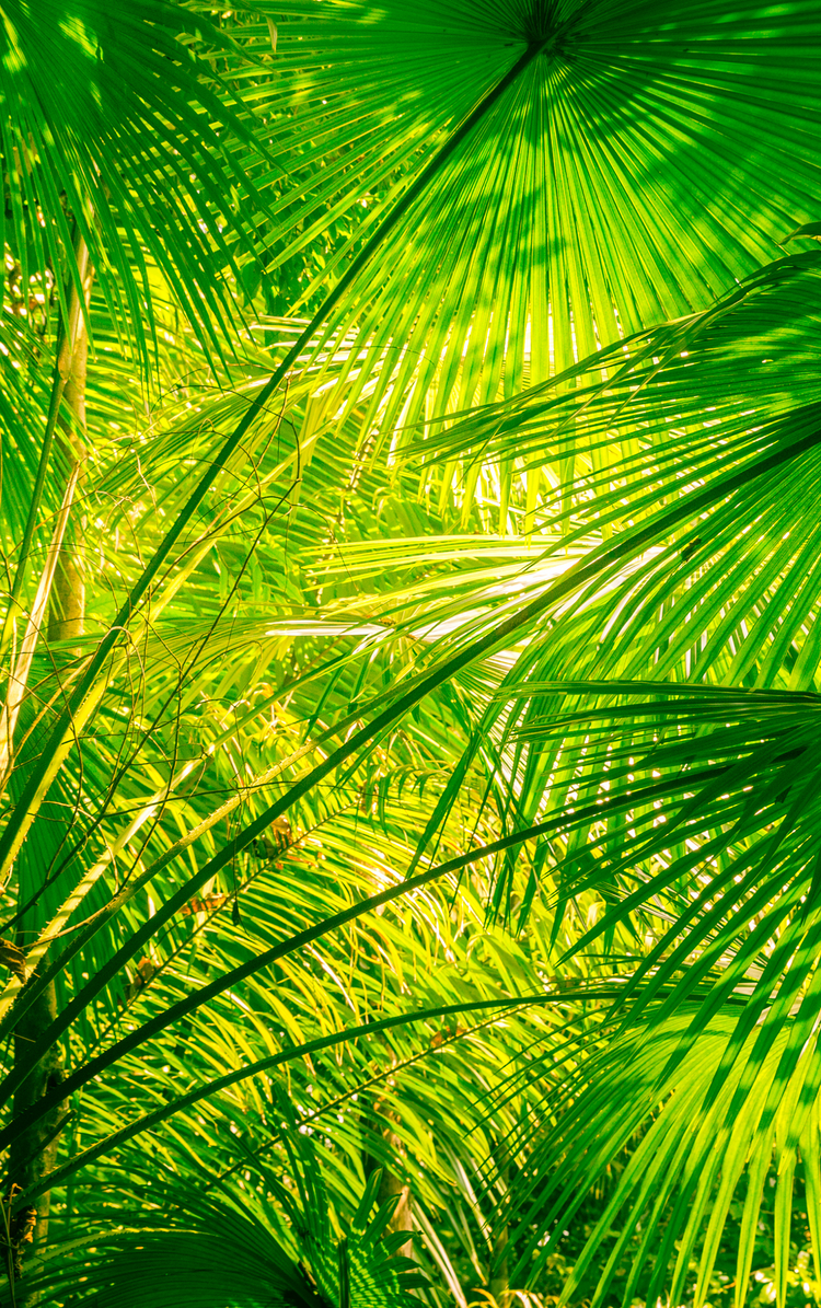 About us – Kiyo Beauty